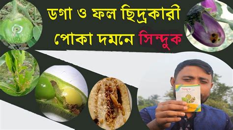 ডগা ও ফল ছিদ্রকারী পোকা দমনে সিন্দুক Youtube