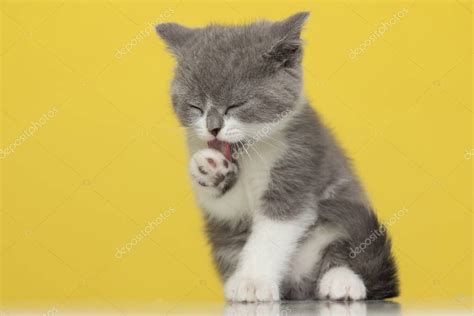 Dulce Británico Taquigrafía Gato Lamiendo Su Pata Y Sentado Sobre