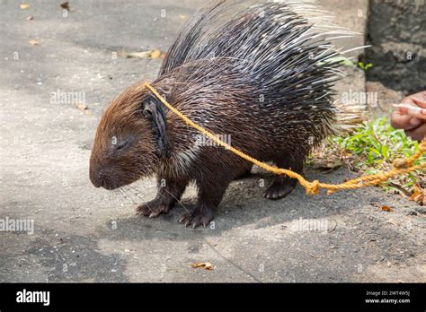 Domestic Porcupine Tied To Rope Like Leash Stands On Road Near Its