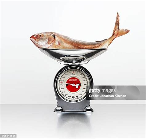 Weighing Fish Photos And Premium High Res Pictures Getty Images