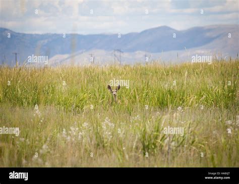 A Doe Deer Was Spotted In Bear River Valley Wyoming Emphasizing The