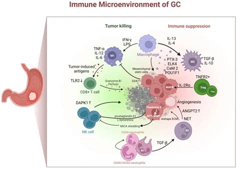Himanshu Mishra On Linkedin Research Progress On The Immune