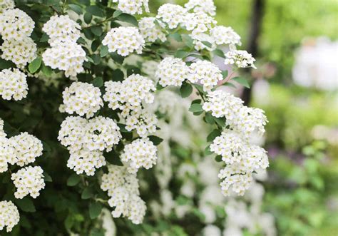Spirée spirea plantation taille et conseils d entretien