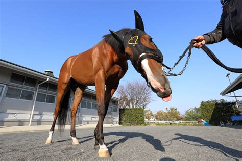 日曜京都の注目激走馬京都11r天皇賞（春）・g1 スポーツ報知