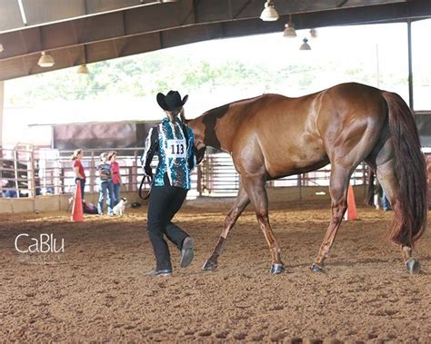 17 Best Images About Showmanship Halter On Pinterest Terry Oquinn