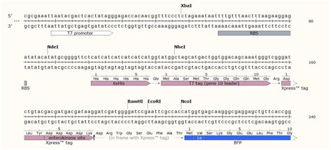 PRSET BFP Plasmid PRSET BFP PRSET BFP Plasmid PRSET BFP Sequence PRSET BFP Map
