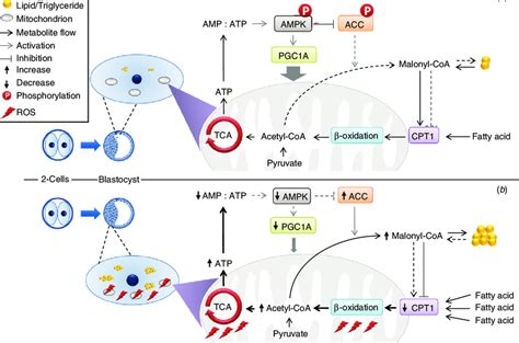 Hypothetical Model Summarising The Role Of The Amp Activated Protein