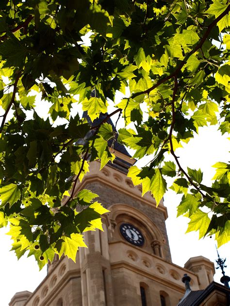 Lets Fill Ealing With Trees Trees For Streets