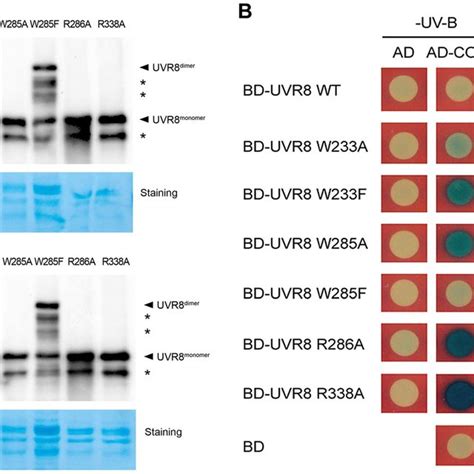 UVR8 variants result in impaired UV-B-induced photomorphogenesis. (A ...