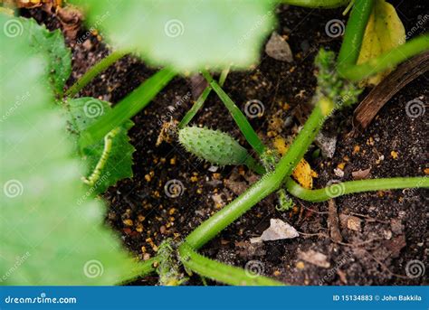 Smallest Cucumber In The World Stock Image Image Of Green Planting 15134883