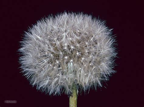 Dreaming Reworked Macro Close Up Critiques Nature Photographers