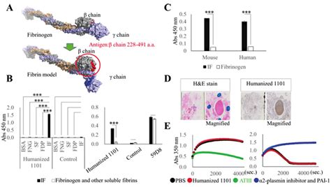 Characteristics Of Anti Insoluble Fibrin 1101 Antibody A Diagram Of