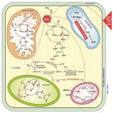 Regulation Of Ros Generation And Antioxidant Machinery At Various Sites Download Scientific