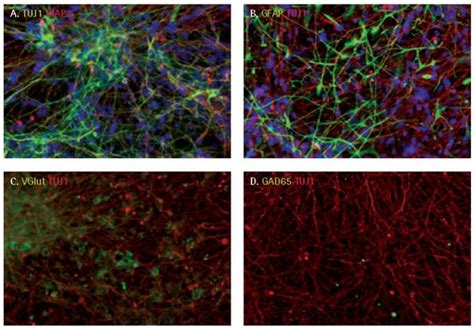 Robust Differentiation Of Human Ipscs Into Lineage Specific Neurons And Glial Cells Utilizing