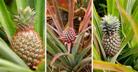 11 Easy Steps To Grow And Harvest Pineapple In Your Garden Leafyjournal