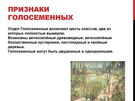 Отдел Голосеменные - презентация онлайн