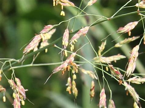 セイバンモロコシ Sorghum halepense
