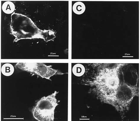 Immunocytochemistry Of Hfe Protein In Cos 7 Cells Cotransfected With