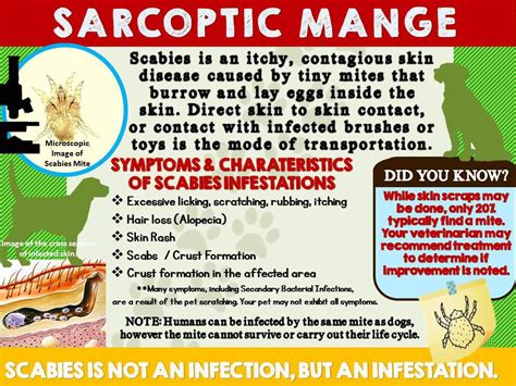 Sarcoptic Mange Also Called Scabies In Dogs Is Caused By The