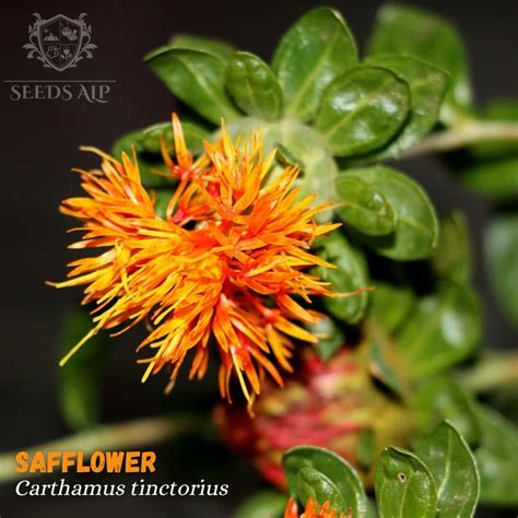 Safflower Seeds For Sale In Bulk Carthamus Tinctorius