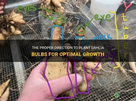 The Proper Direction To Plant Dahlia Bulbs For Optimal Growth Shuncy