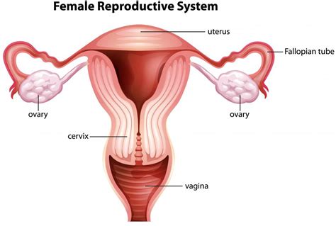 What Is An Endocervical Polyp With Pictures
