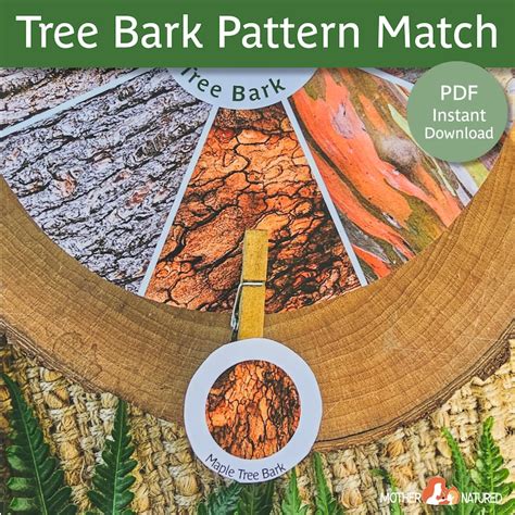 Tree Bark Matching Activity Bark Activity Tree Study Printable