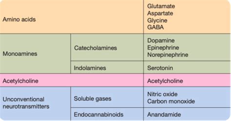Neurotransmitters Flashcards Quizlet
