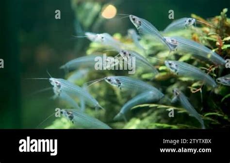 Shoal Of Glassfish Stock Videos And Footage Hd And 4k Video Clips Alamy