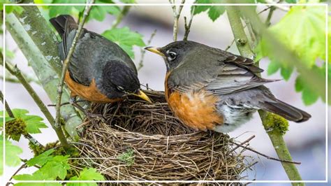 American Robin Male Vs Female 7 Key Differences Images