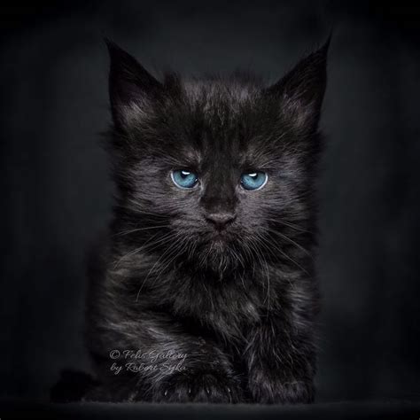 Majestic Maine Coon Cats Captivating Charm In 30 Stunning Photos Of