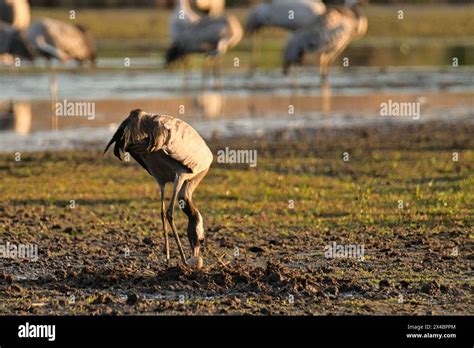 Cranes Breeding In A Swamp Area Stock Photo Alamy