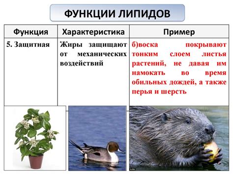 Липиды. Содержание в клетках химических соединений (10 класс ...