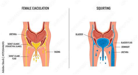 Female Ejaculation And Squirting Anatomy Diagram Detailed Medical