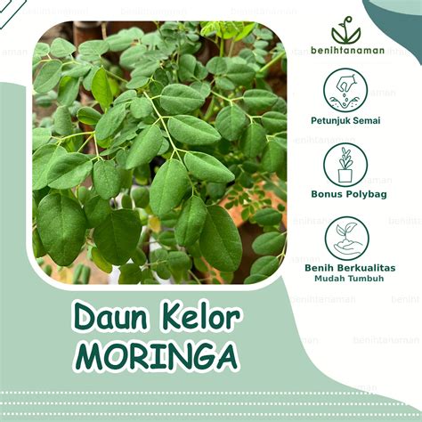 5 Biji Benih Kelor Daun Kelor Moringa Oleifera Lazada Indonesia