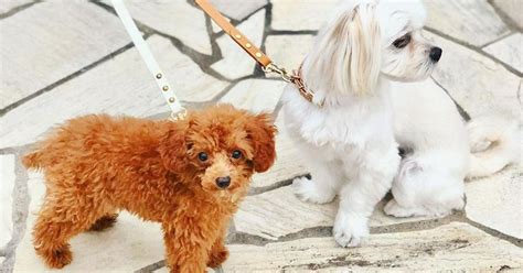 【トレーナー解説】子犬の散歩はいつから始める？散歩デビューや慣らし方を紹介 ペトコト（petokoto）