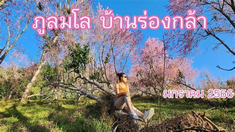 ภูลมโล ดอกพญาเสือโคร่ง ซากุระเมืองไทย กางเต็นท์บ้านร่องกล้า หมู่บ้านสี