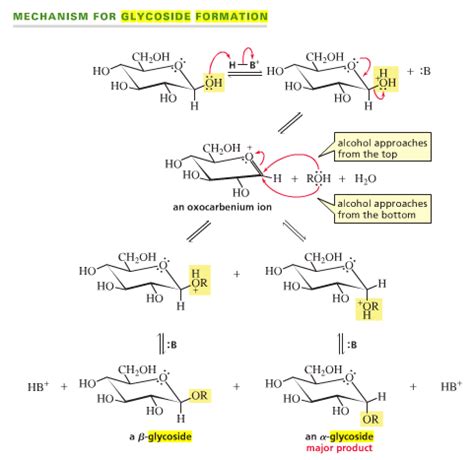 Biochem 4 Carbohydrate Structure And Function Flashcards Quizlet