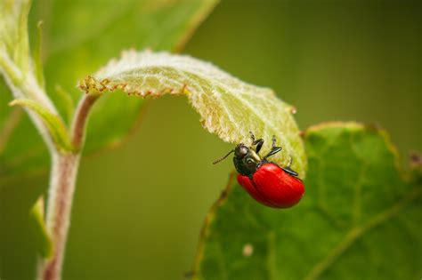 빨간색 딱정벌레 식물 Pixabay의 무료 사진 Pixabay
