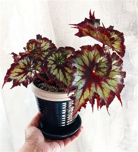Begonia Super Curl Begonia House Plants Plants