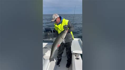 Cape Cod Striped Bass Season Is Here 42 Striped Bass Release Youtube