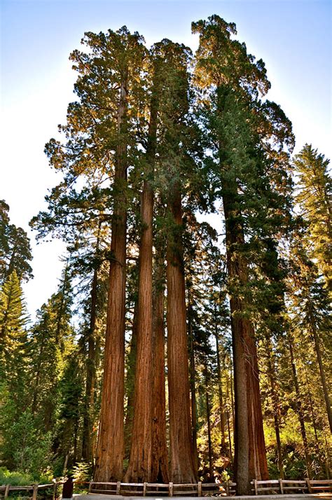 Sekwoja wieczniezielona (Sequoia sempervirens). | DinoAnimals.pl