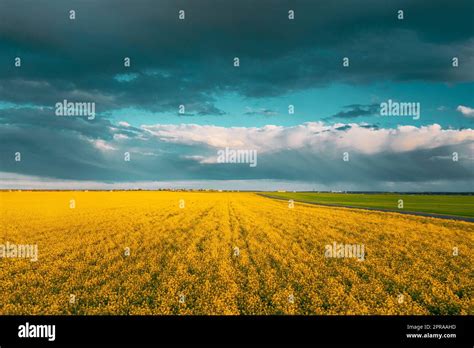 Aerial View Of Agricultural Landscape With Flowering Blooming Oilseed