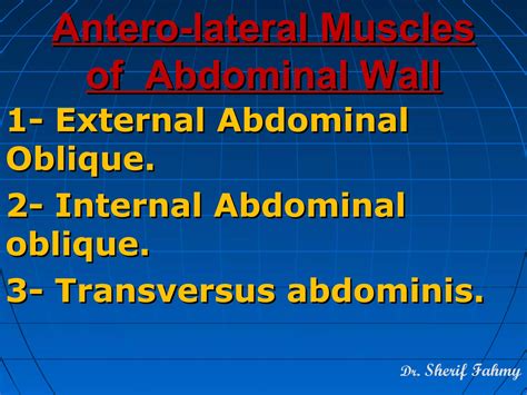 Antero Lateral Abdominal Wall Anatomy Of The Abdomen Pps