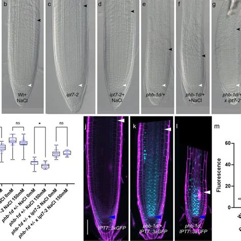 Mir165166 Control Root Adaptation To Salt Stress Cartoon Depicting Download Scientific Diagram
