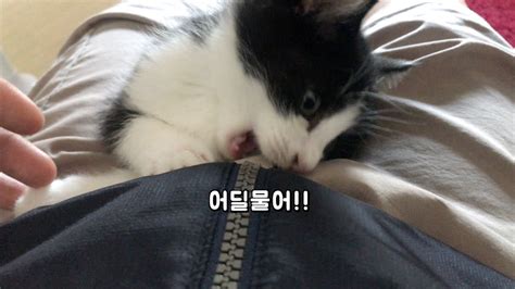 입양 첫 날 아기고양이가 급소를 공격했어요 Youtube