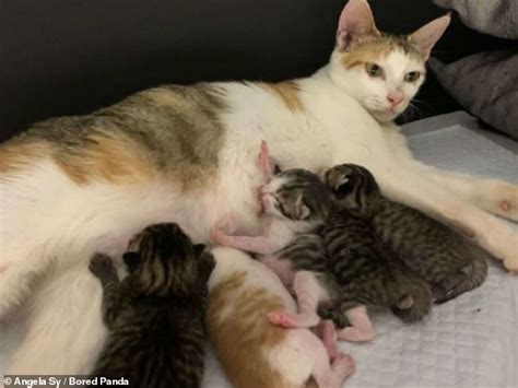 Shanghai Office Workers Take In Pregnant Cat Before She Gives Birth To