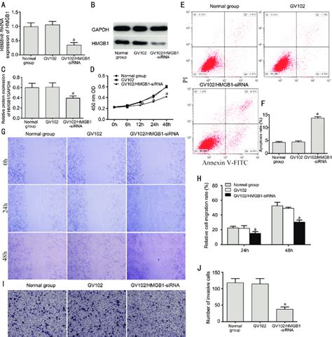 Influence Of Hmgb1 Silencing On Growth Migration Invasion And