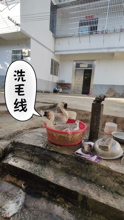 呆头鹅😂😂😂长太大了盆太小了万物皆有灵性 农村生活 善待动物关爱生命 Youtube