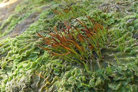 Plantes sans fleurs Caractéristiques types Noms et Photos